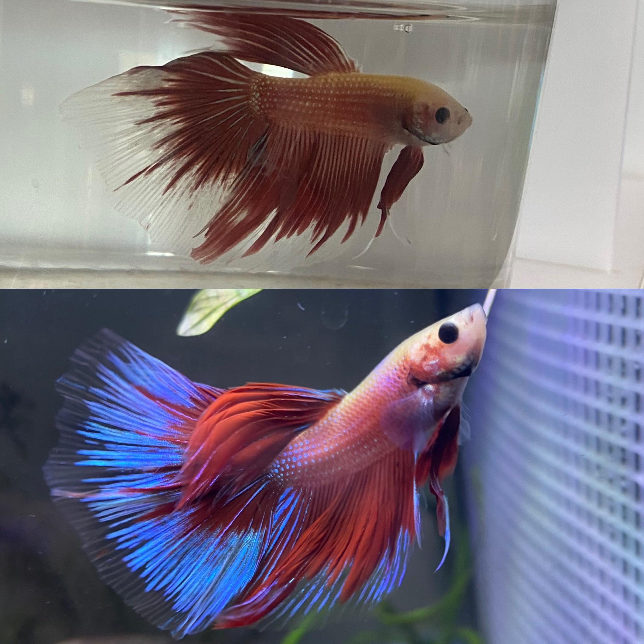 Cherry is so handsome! | Scrolller