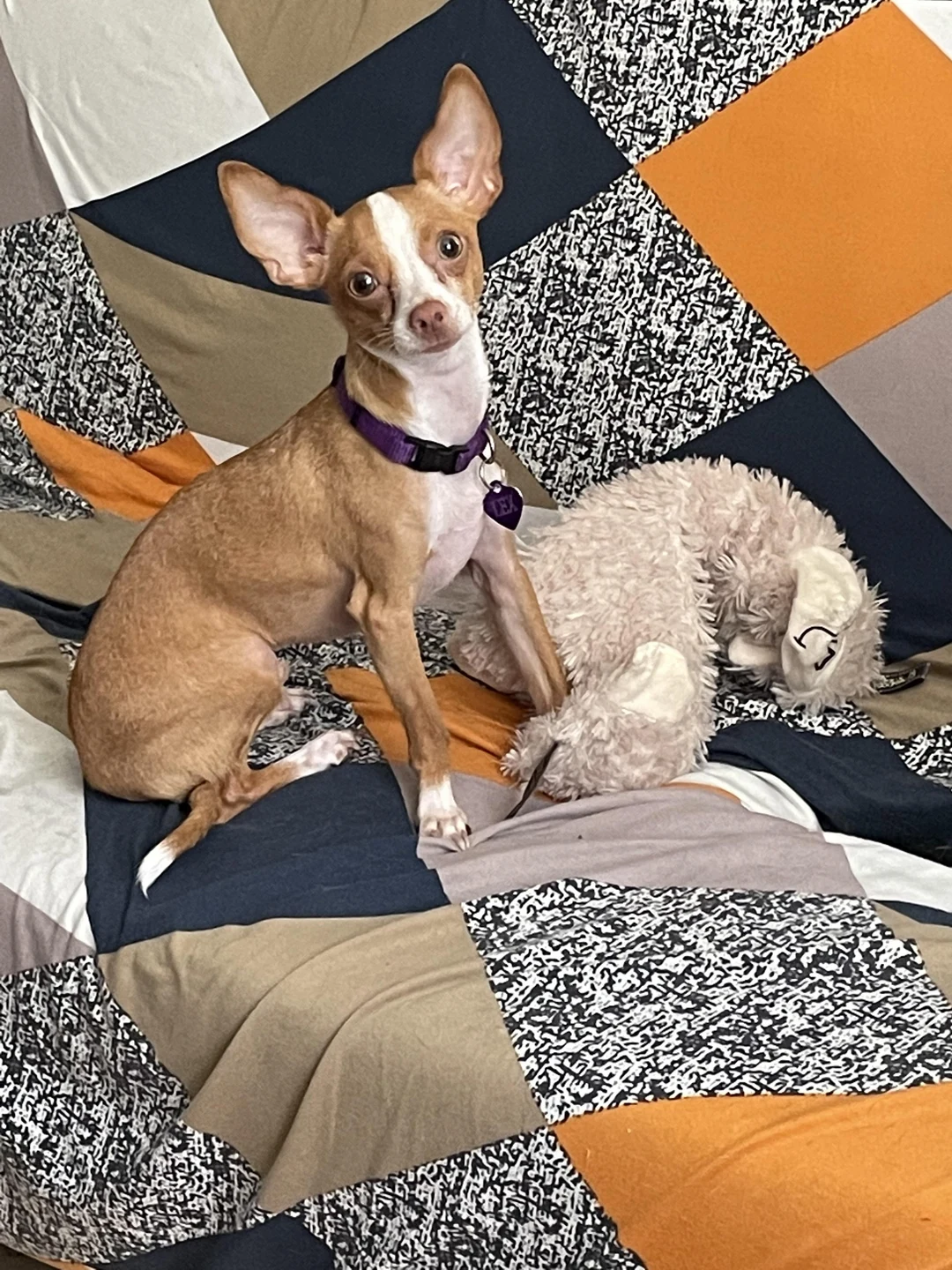 Lex and his favorite crinkle toy. | Scrolller