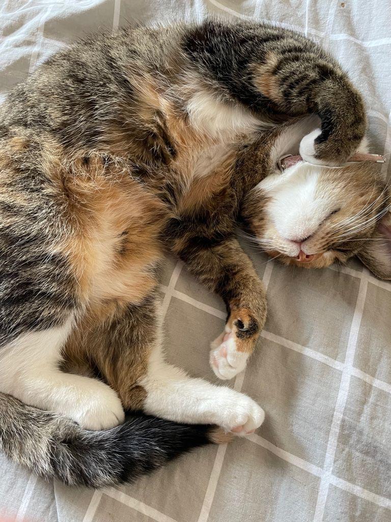 My Kitty Scrolller