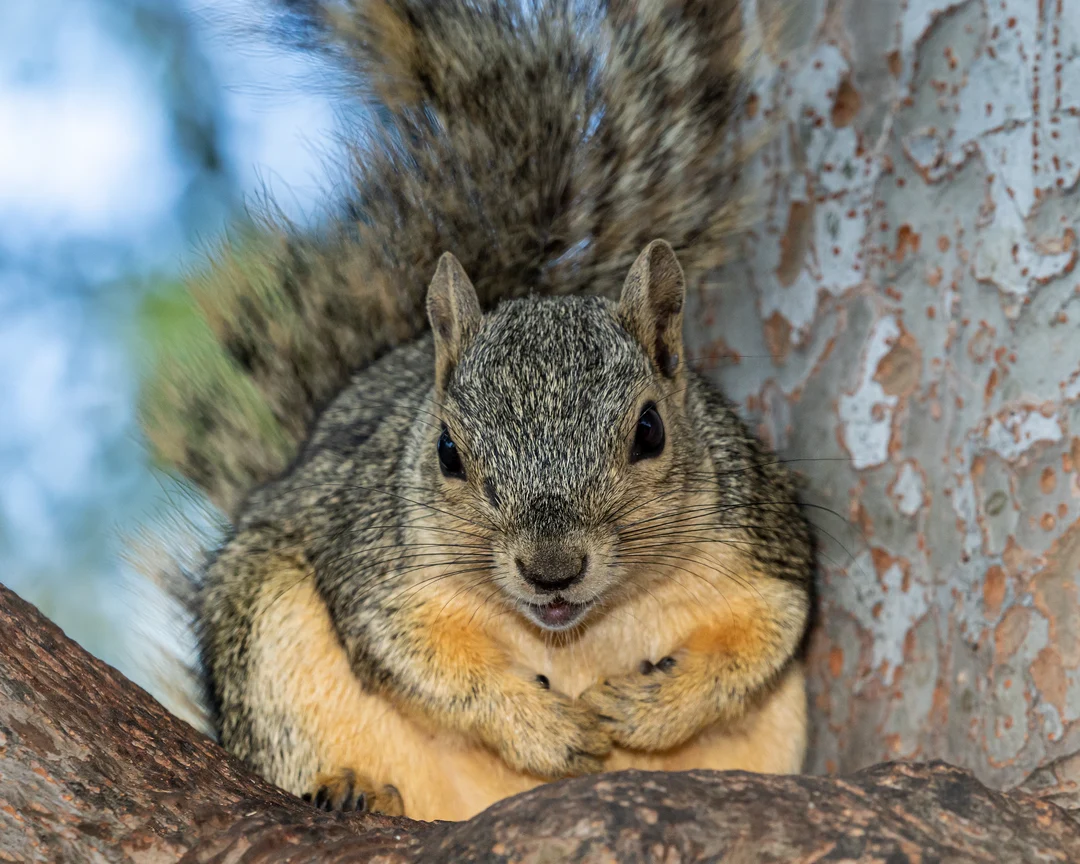 Scarface Flexes! | Scrolller