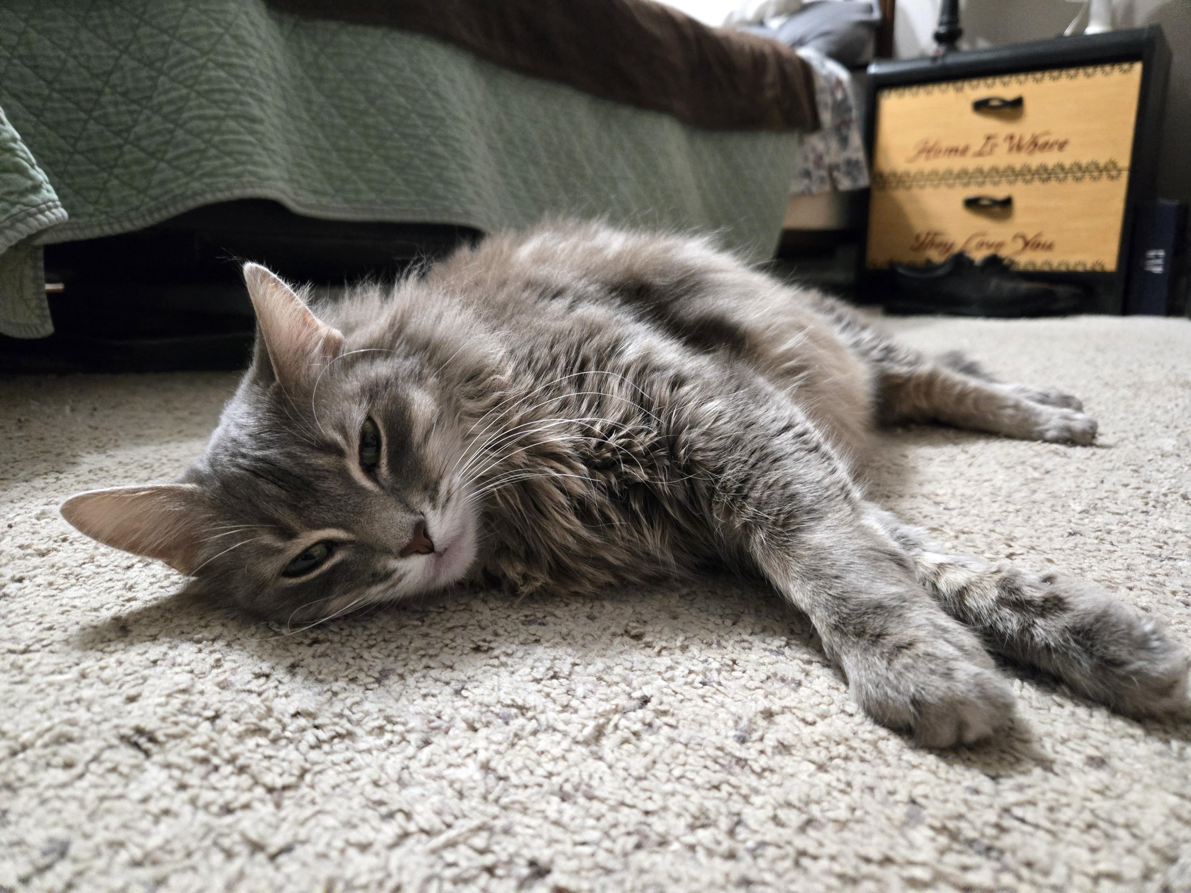 Here's my big belly kat: | Scrolller