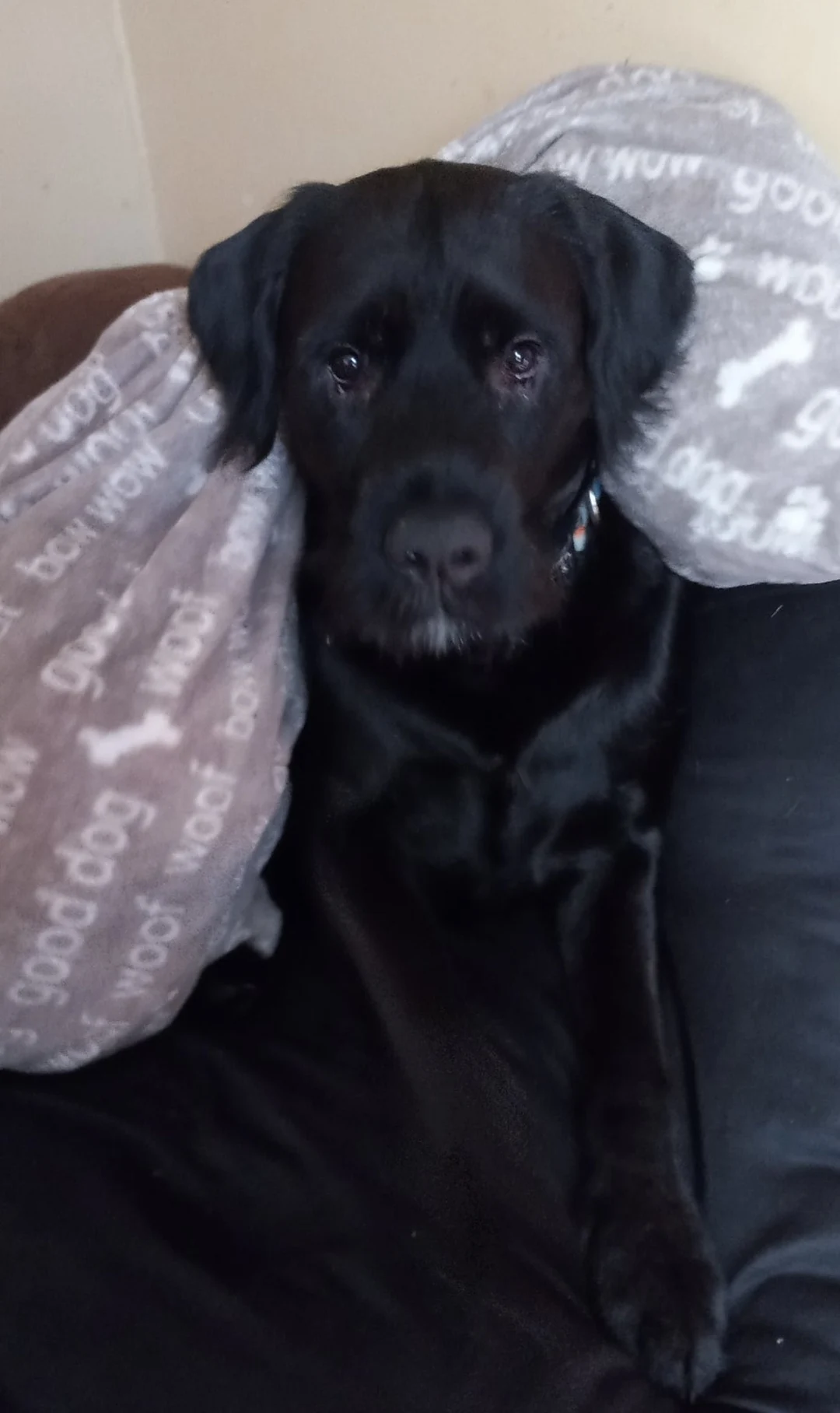 my handsome boy Max | Scrolller