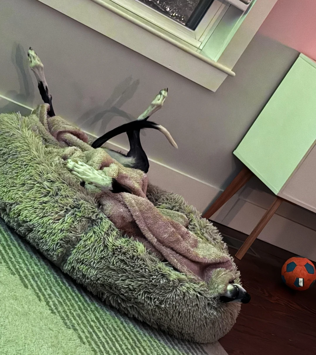 Miss Jill the Modest. First of her name. | Scrolller