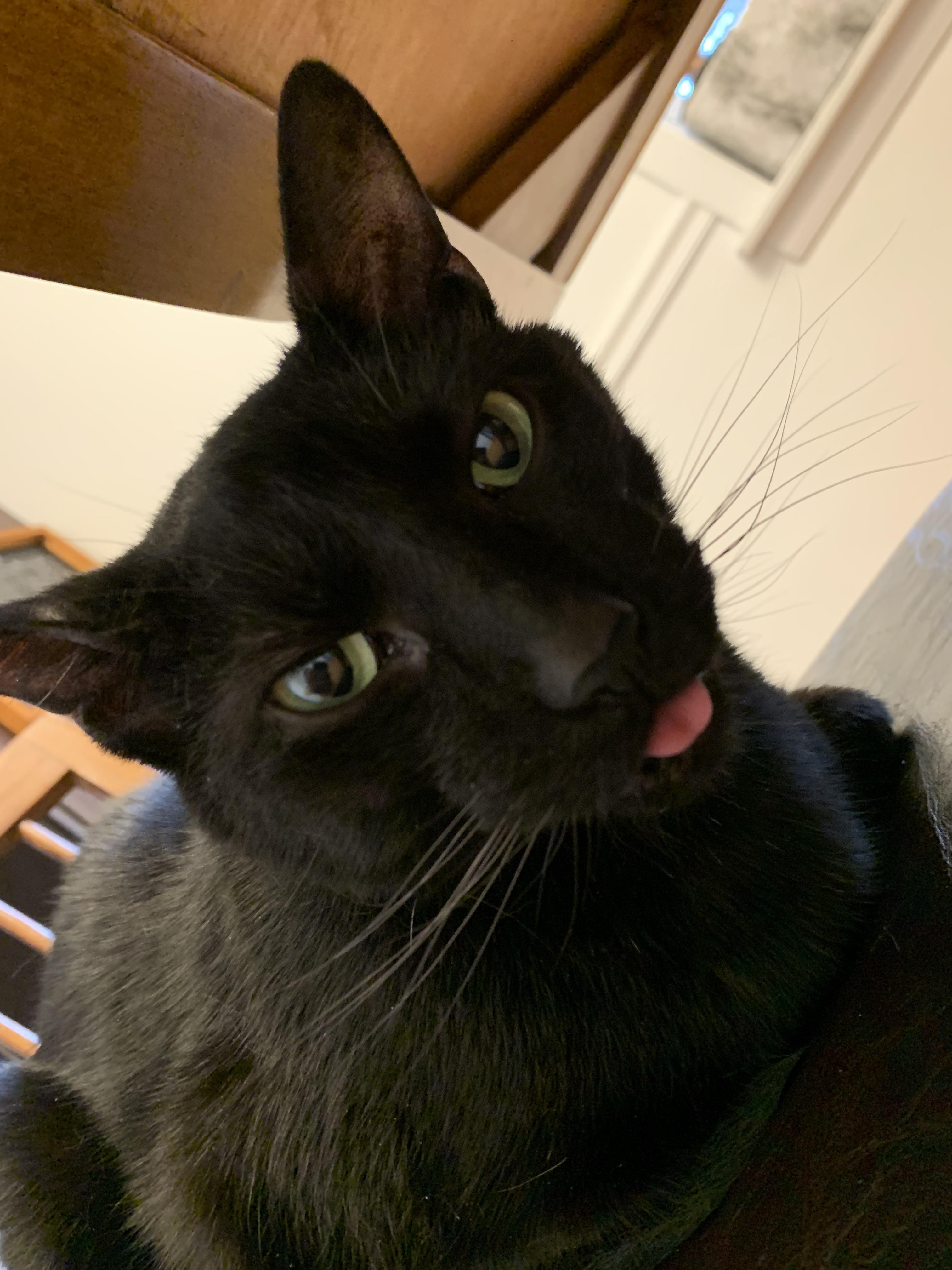 Unknowing blep | Scrolller