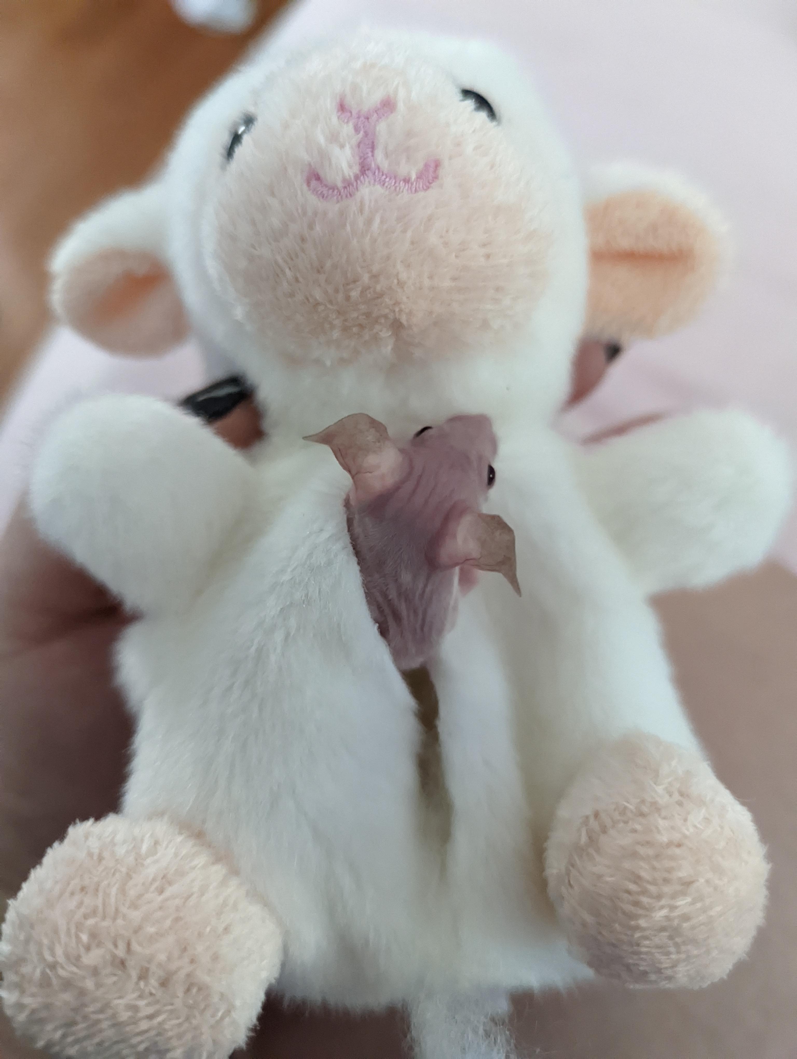 It worked :) | Scrolller