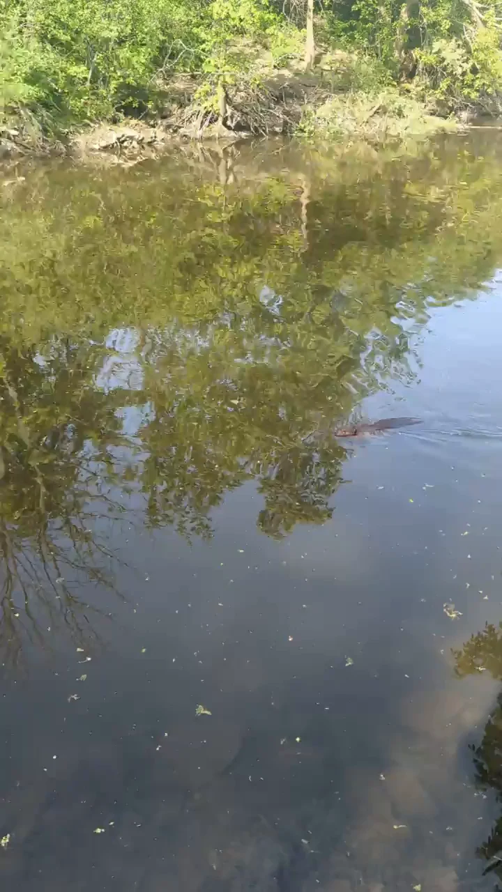 Fish ID? | Scrolller