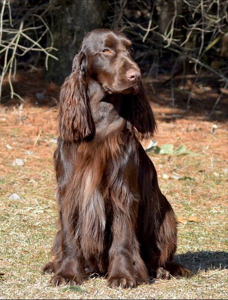 This Cute Field Spaniel 🐶 | Scrolller