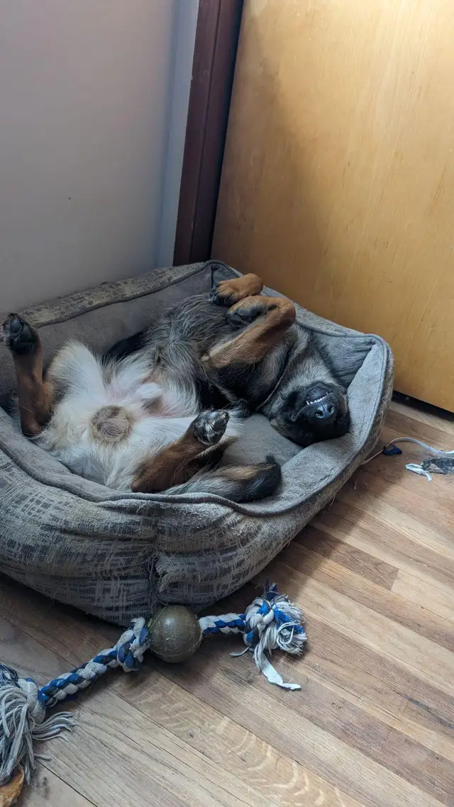 He's a bit derpy | Scrolller