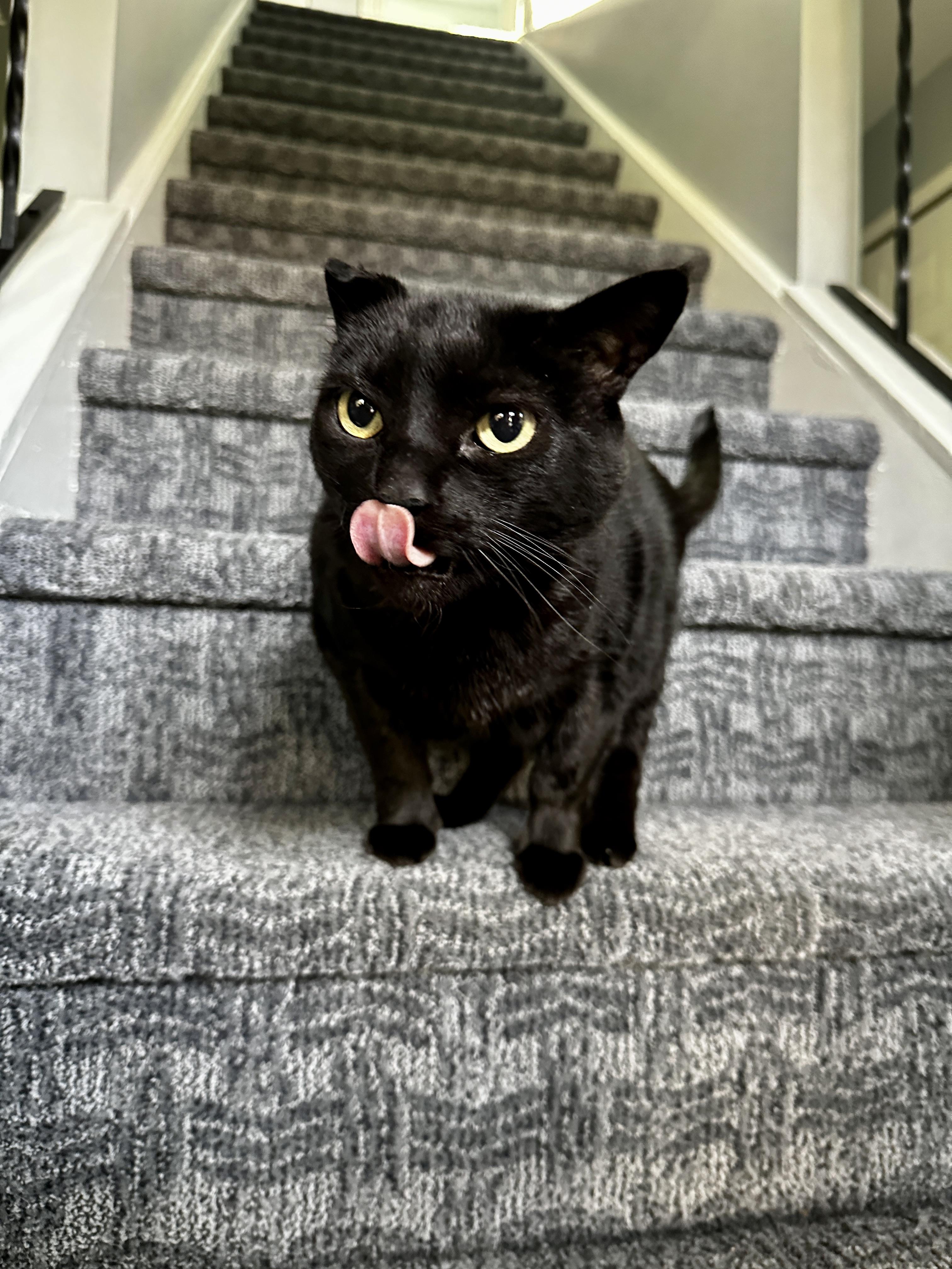 Blep Alert!🚨 | Scrolller