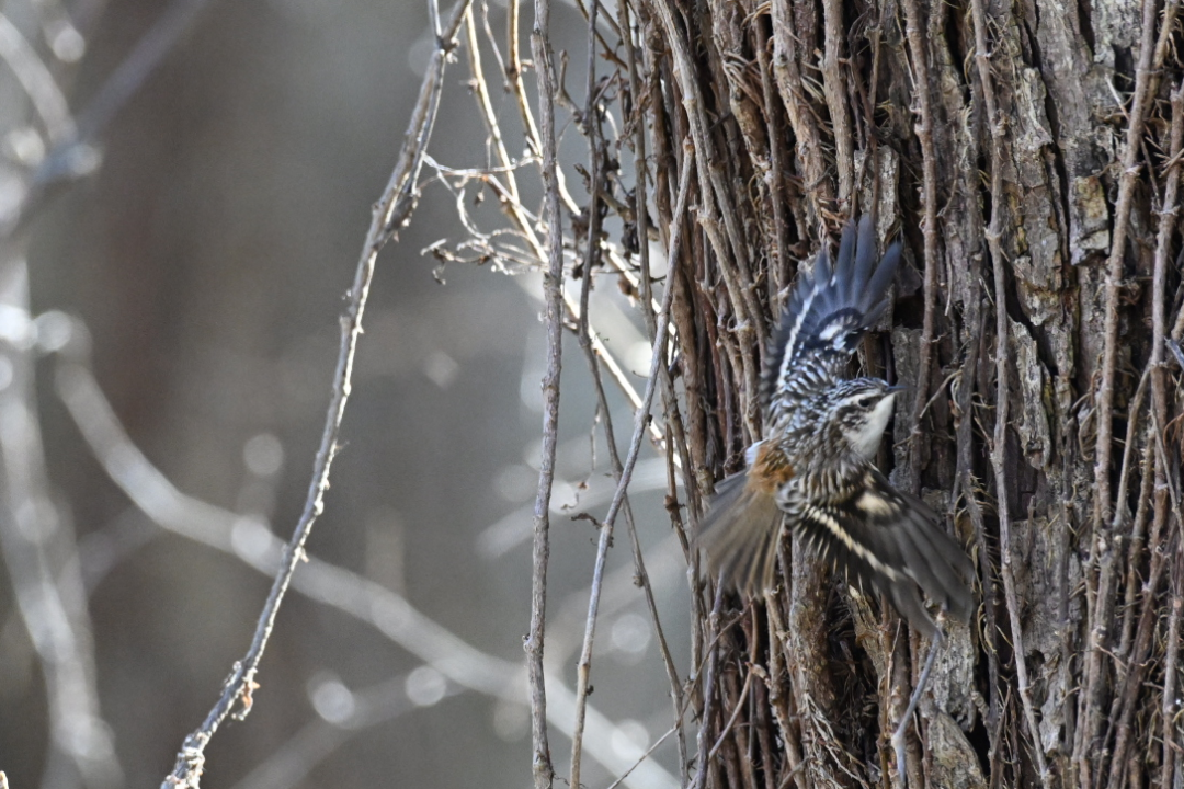 Brown Creeper Taking Flight | Scrolller