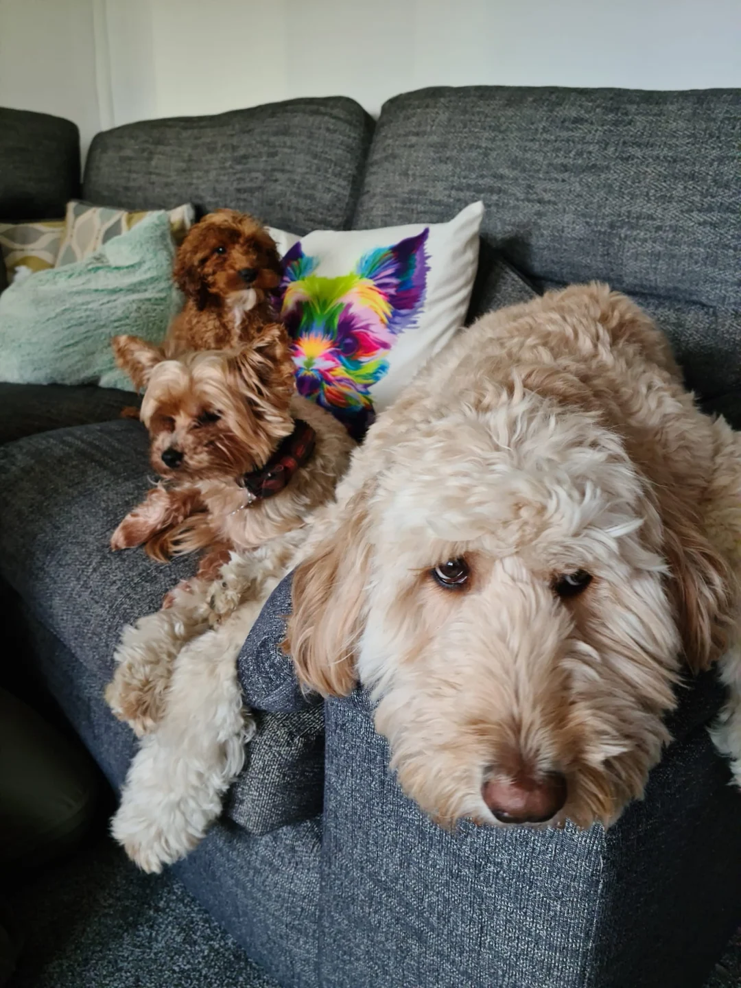 3 wee pals | Scrolller