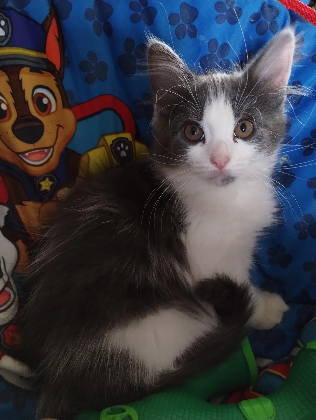 Discover more like Floof: Freshly hatched floof and Related Content | Scrolller