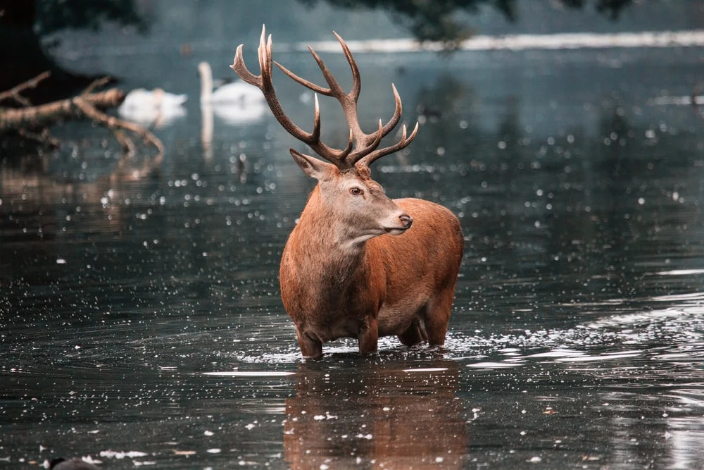 Red deer | Scrolller