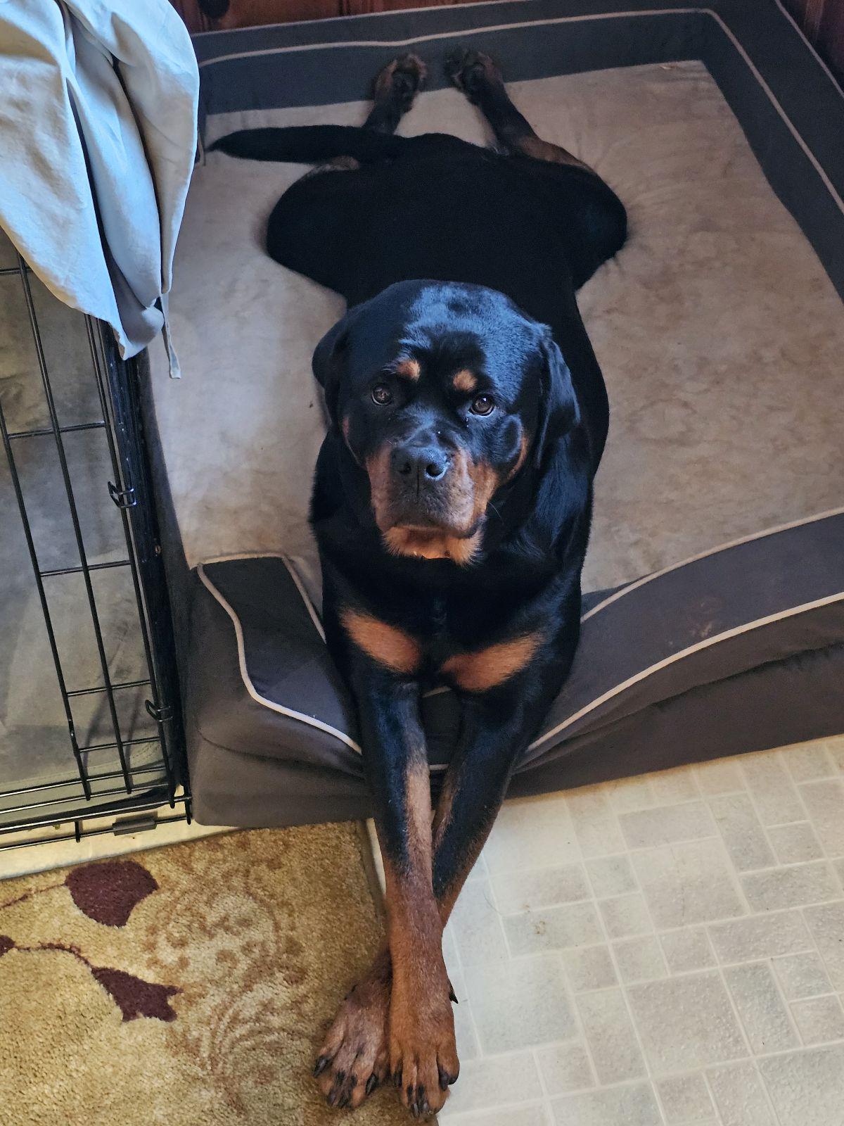 Saturday sploot | Scrolller