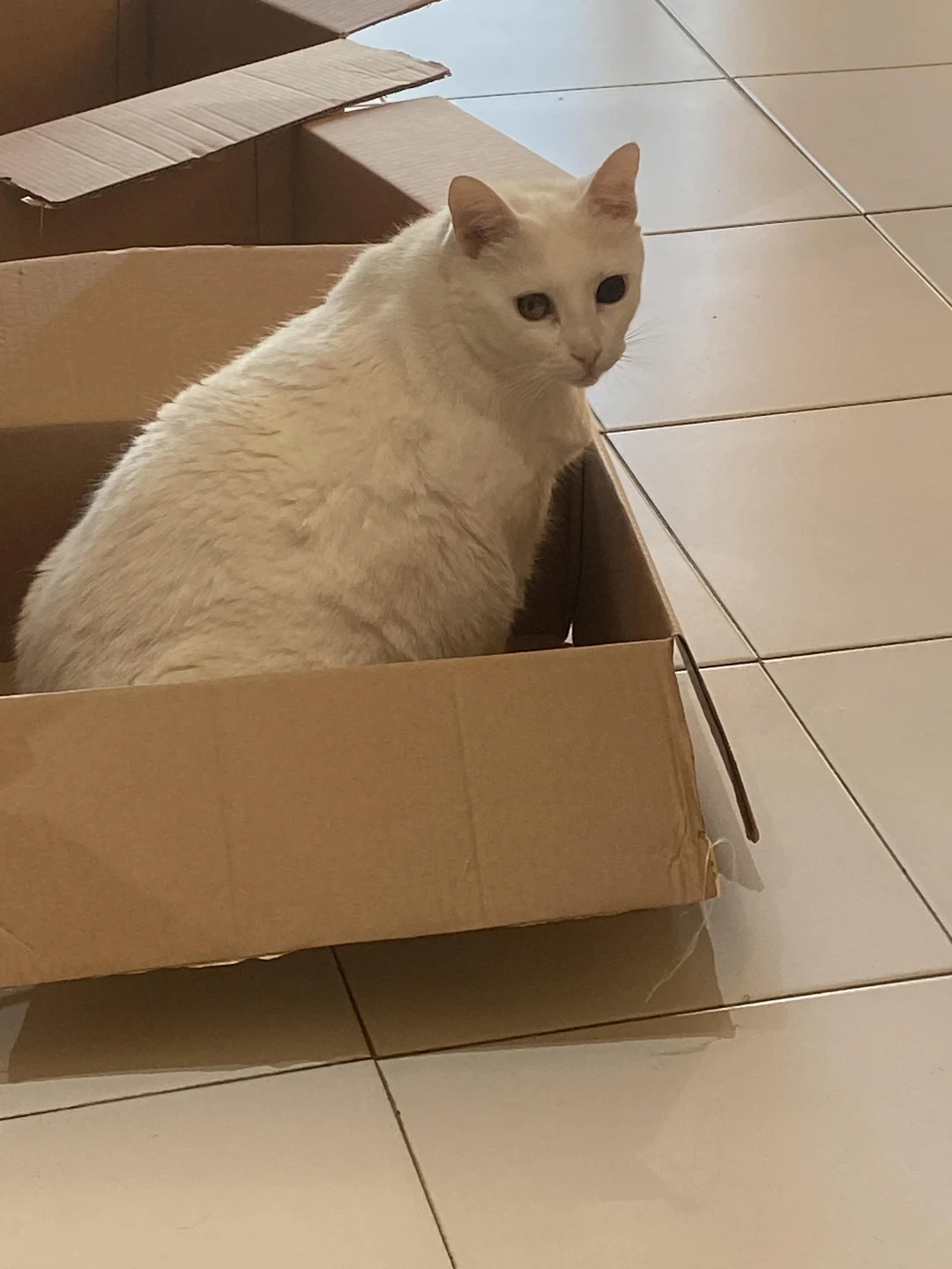 Unbothered in her boxed kingdom | Scrolller