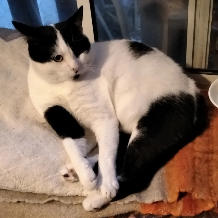 Mr Step Dubly and his paw collection | Scrolller