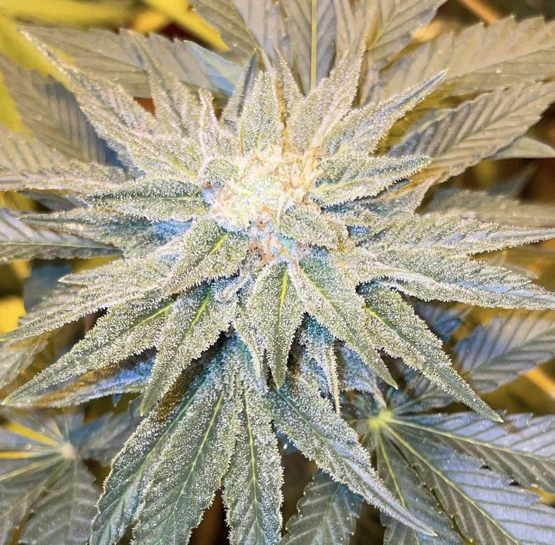 Violet Gas Kush | Scrolller