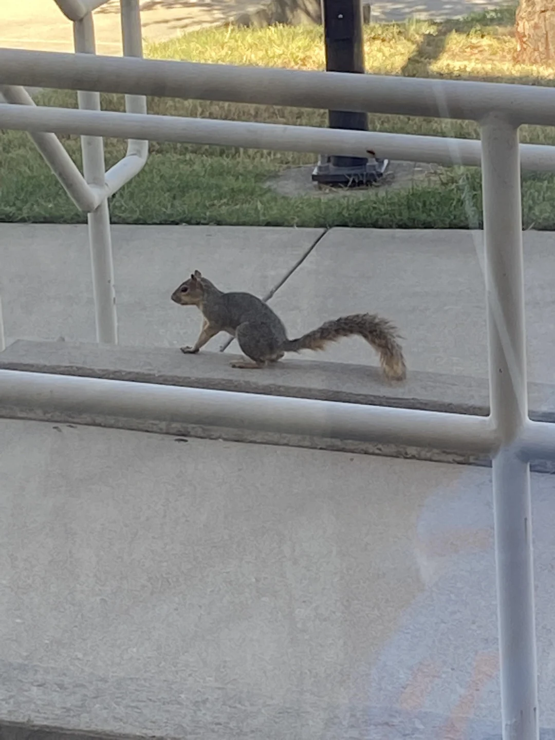 Squirrel on campus | Scrolller