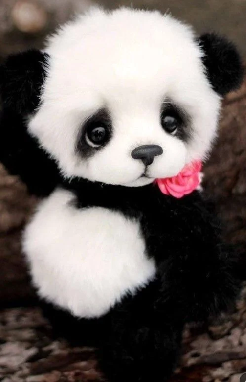 Pure cute panda | Scrolller