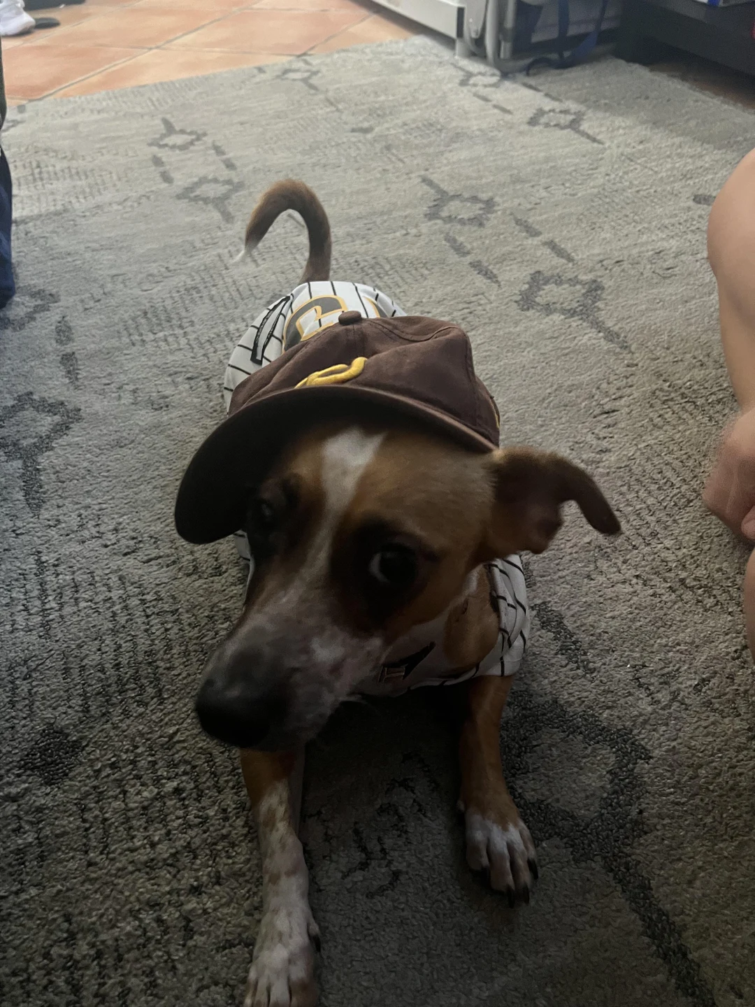 Series sweep doggies!! | Scrolller