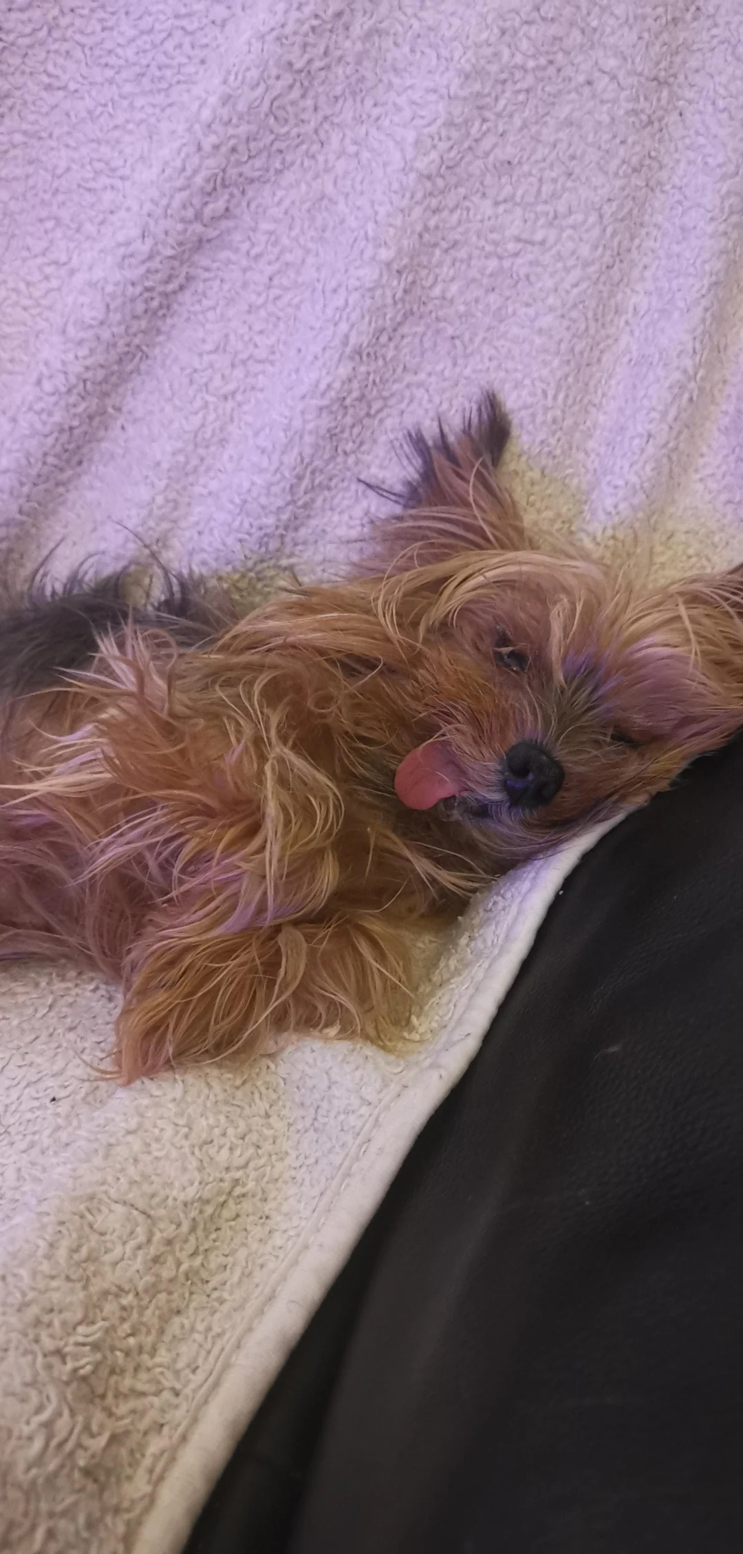 Snoozy derp | Scrolller