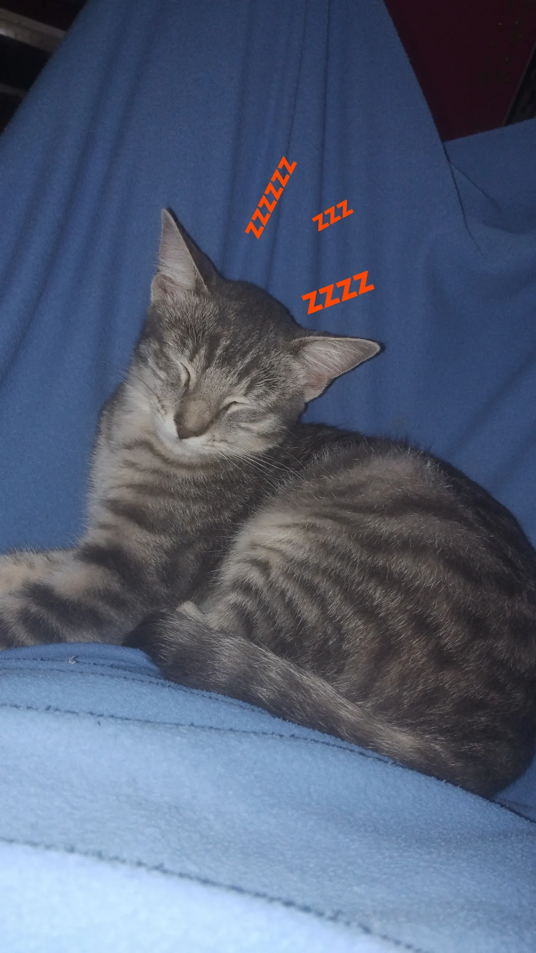 Someone has a strange way of sleeping 😸😴 | Scrolller