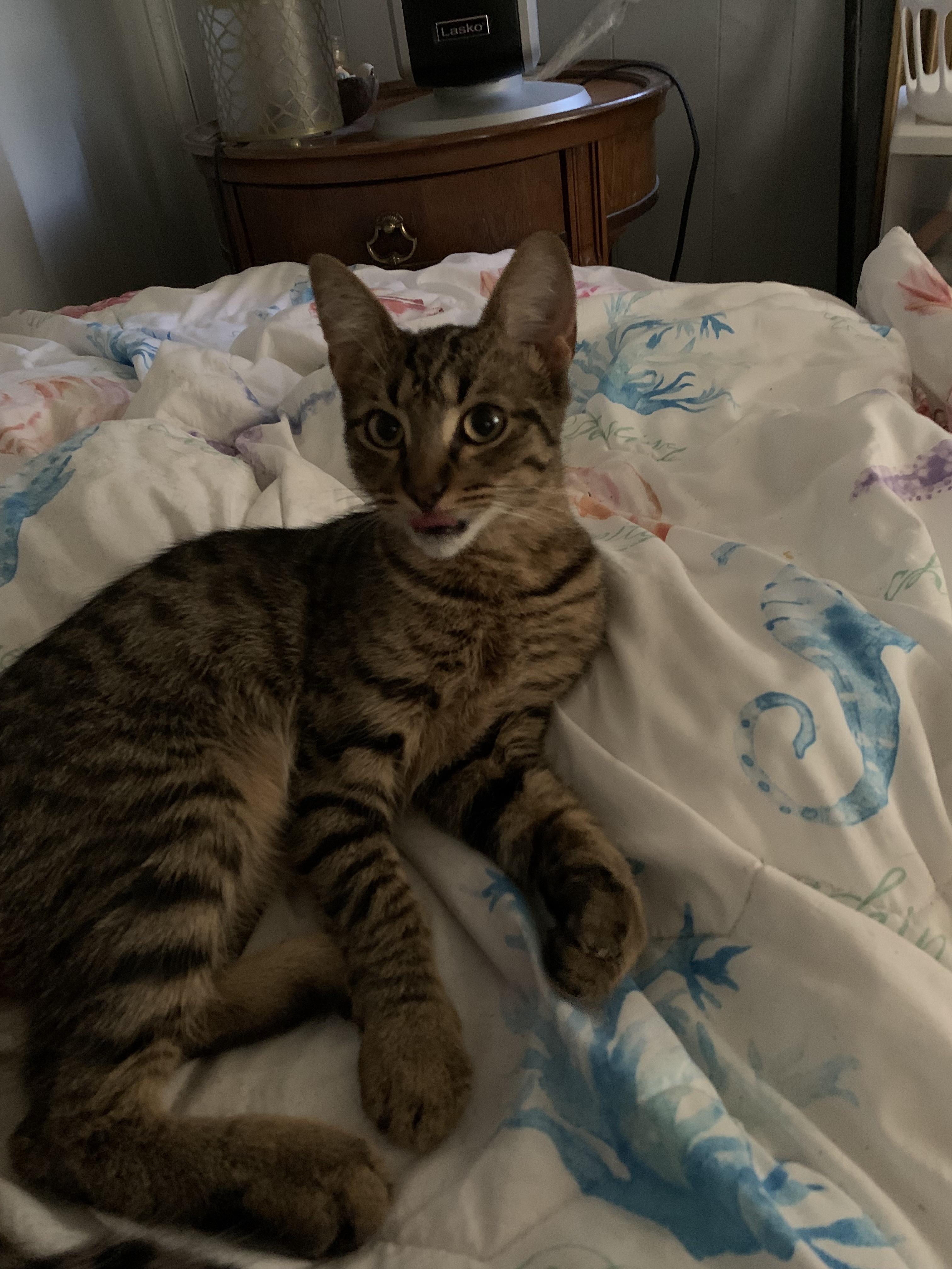 Tiger 🐅 | Scrolller