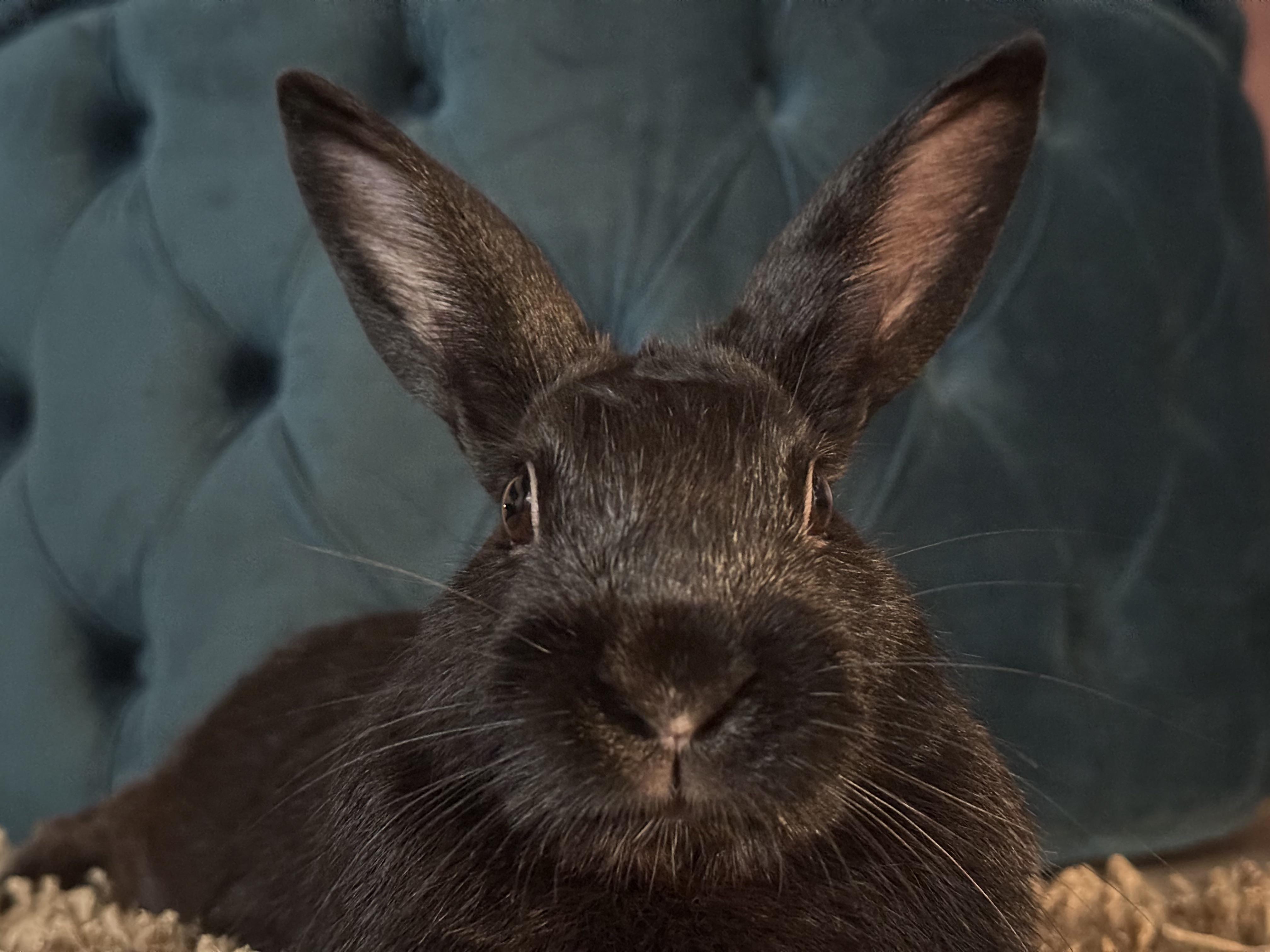 Rabbit keeps humping my arm (pictured: the freak in question) | Scrolller