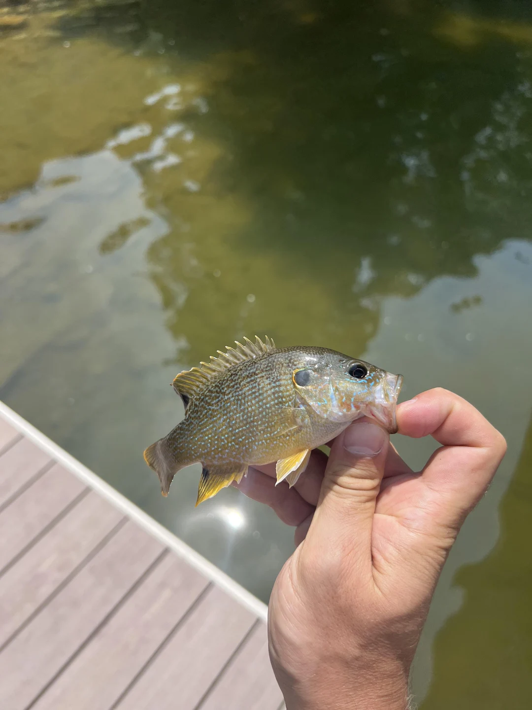 What species of fish is this? | Scrolller