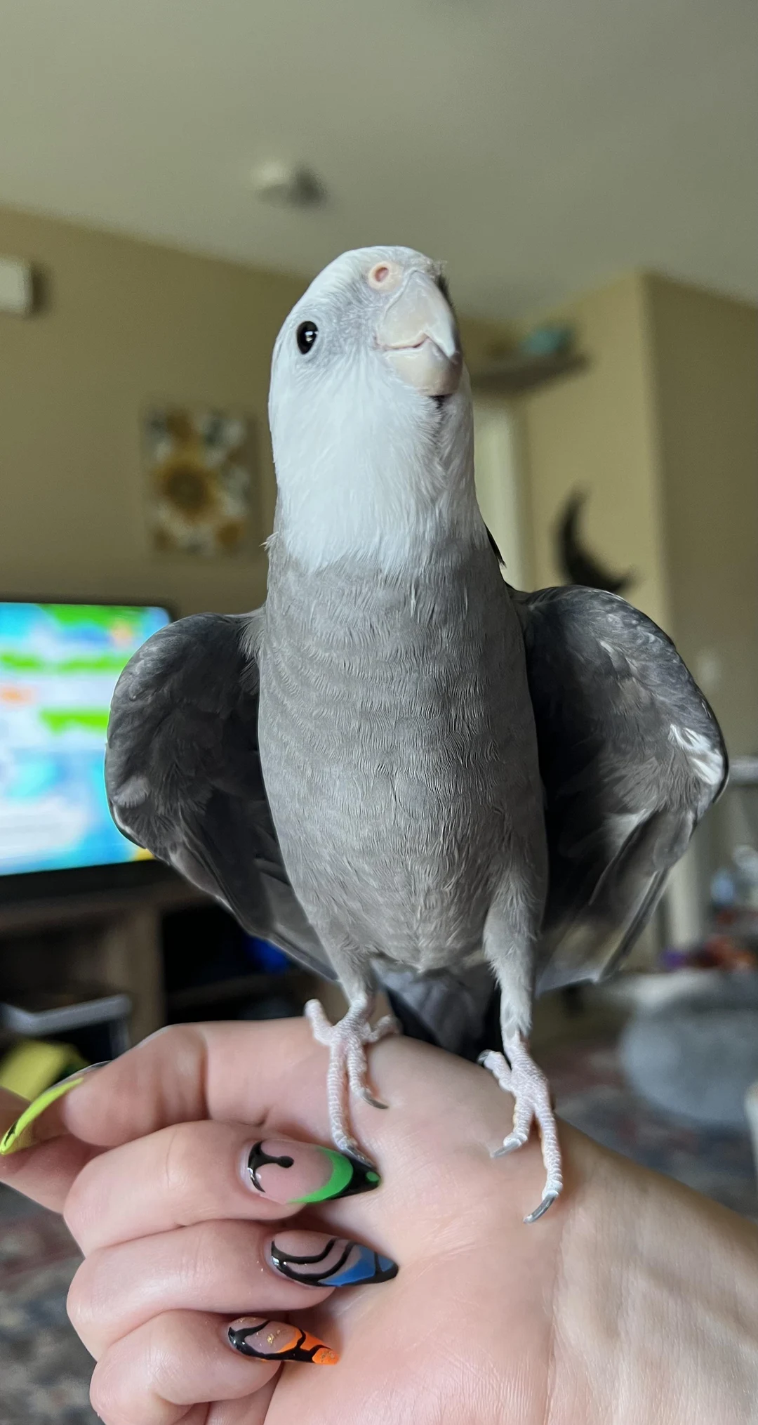 Our handsome Hank :) | Scrolller