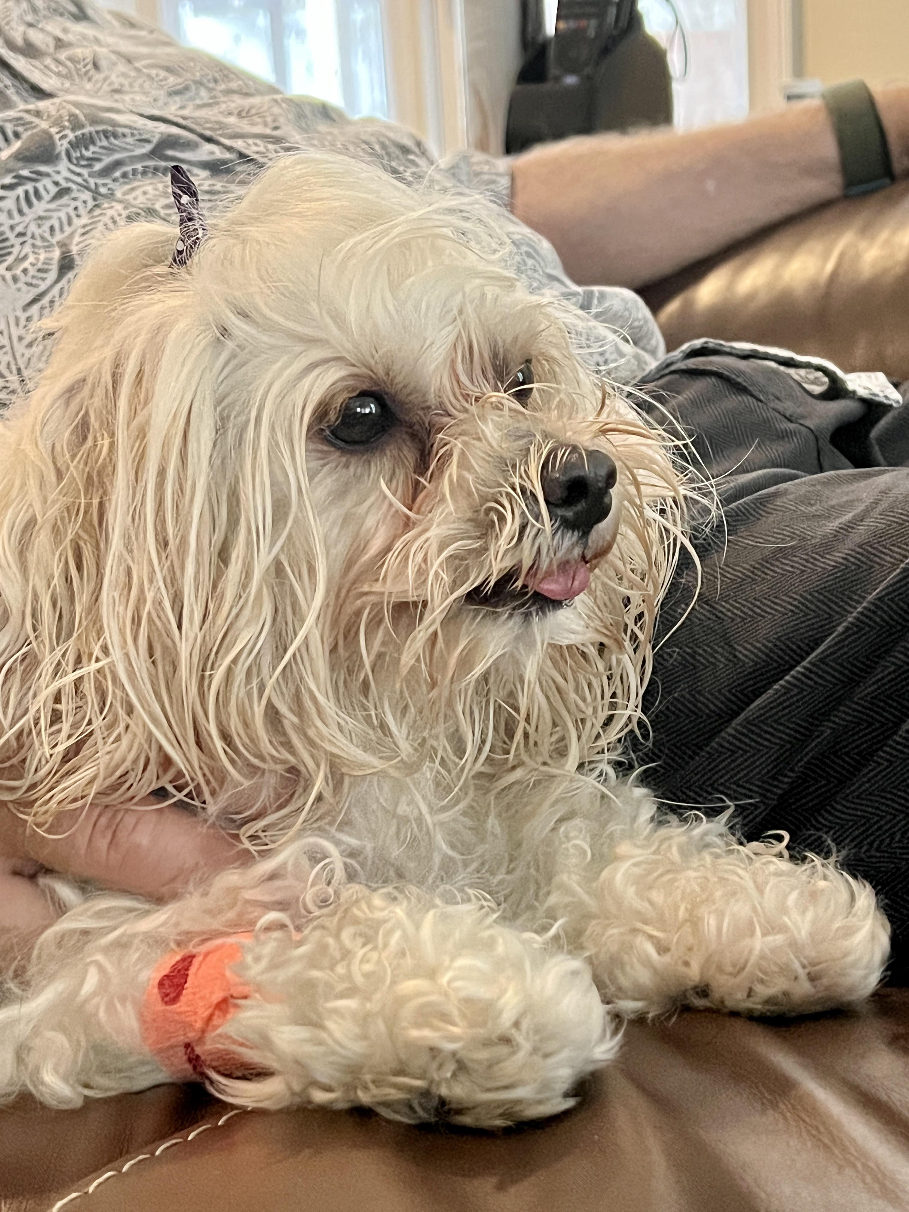 Post cracked molar removal- in zombie mode | Scrolller