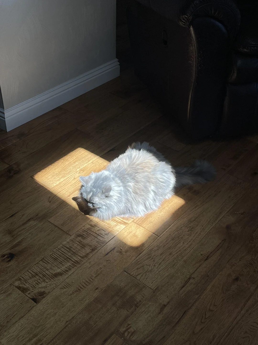 Charging up, tail out for temperature control | Scrolller