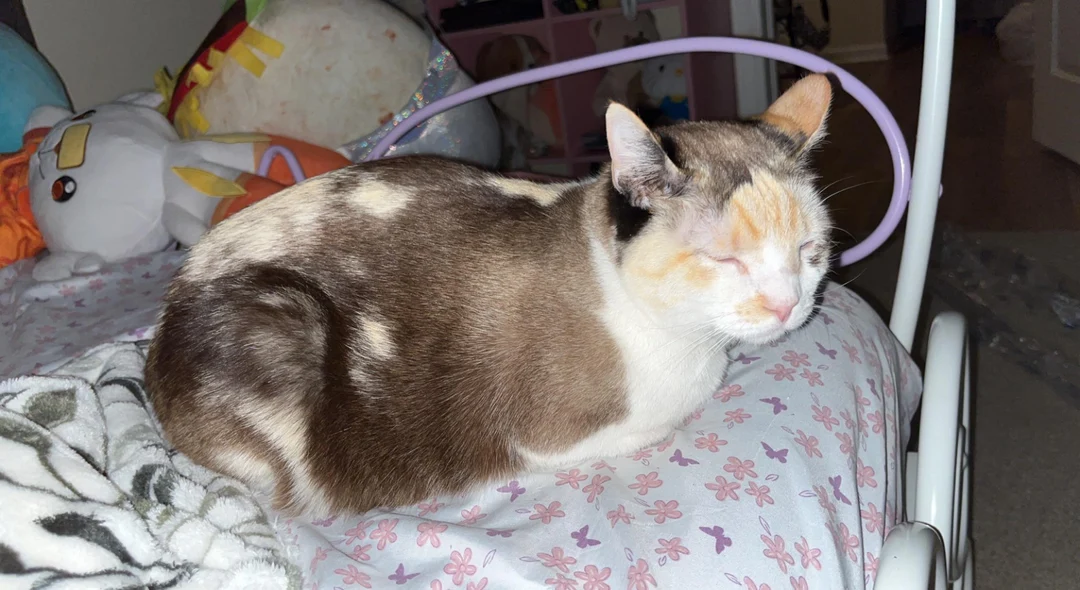 Nube Loaf | Scrolller