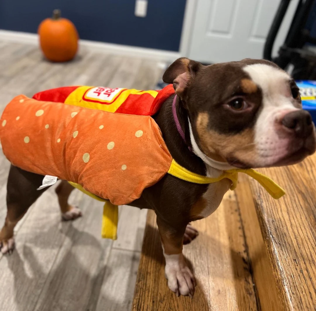 Breed identification | Scrolller