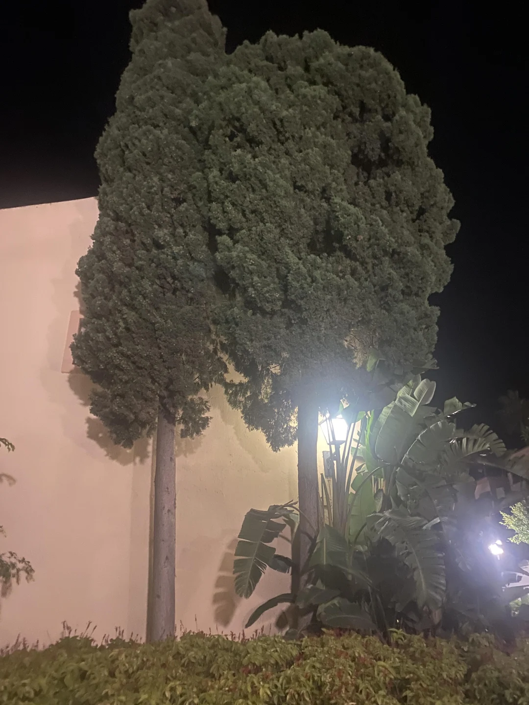 a tree that looks like a big nug | Scrolller