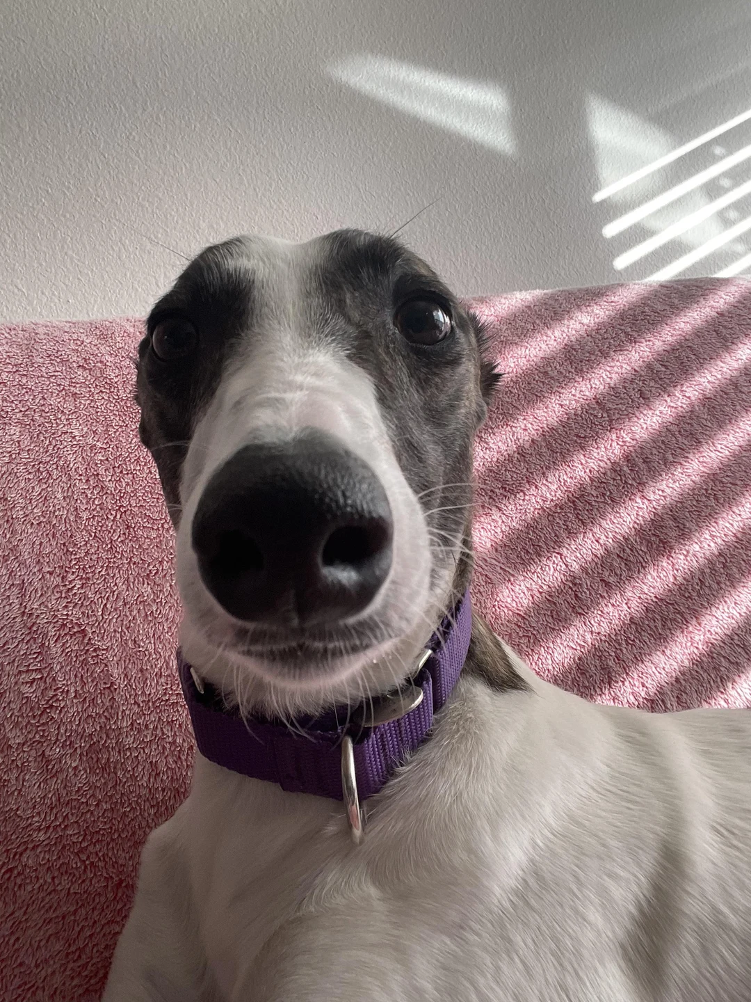 No ears, no problem | Scrolller