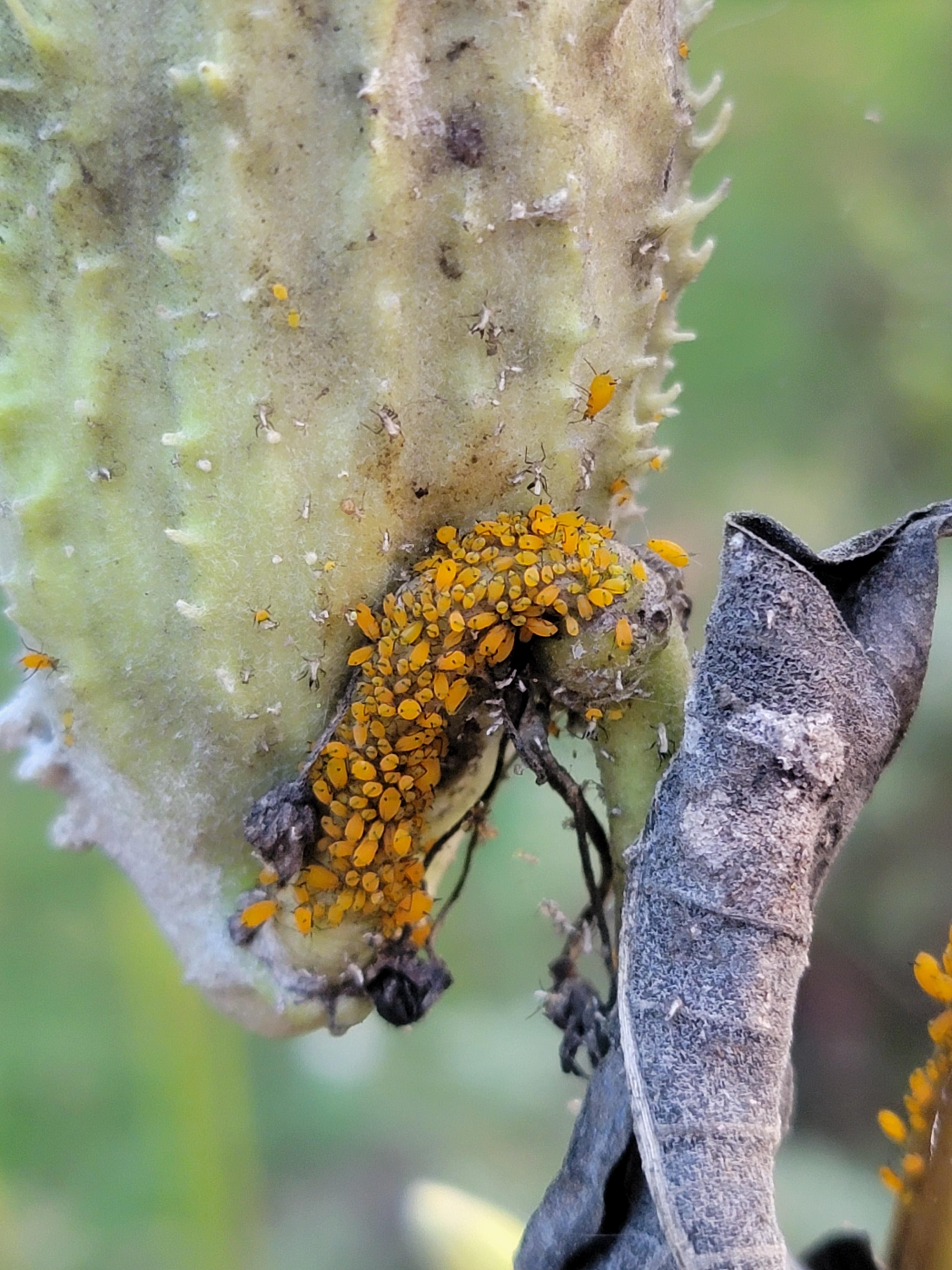 Milkweed Bug? | Scrolller