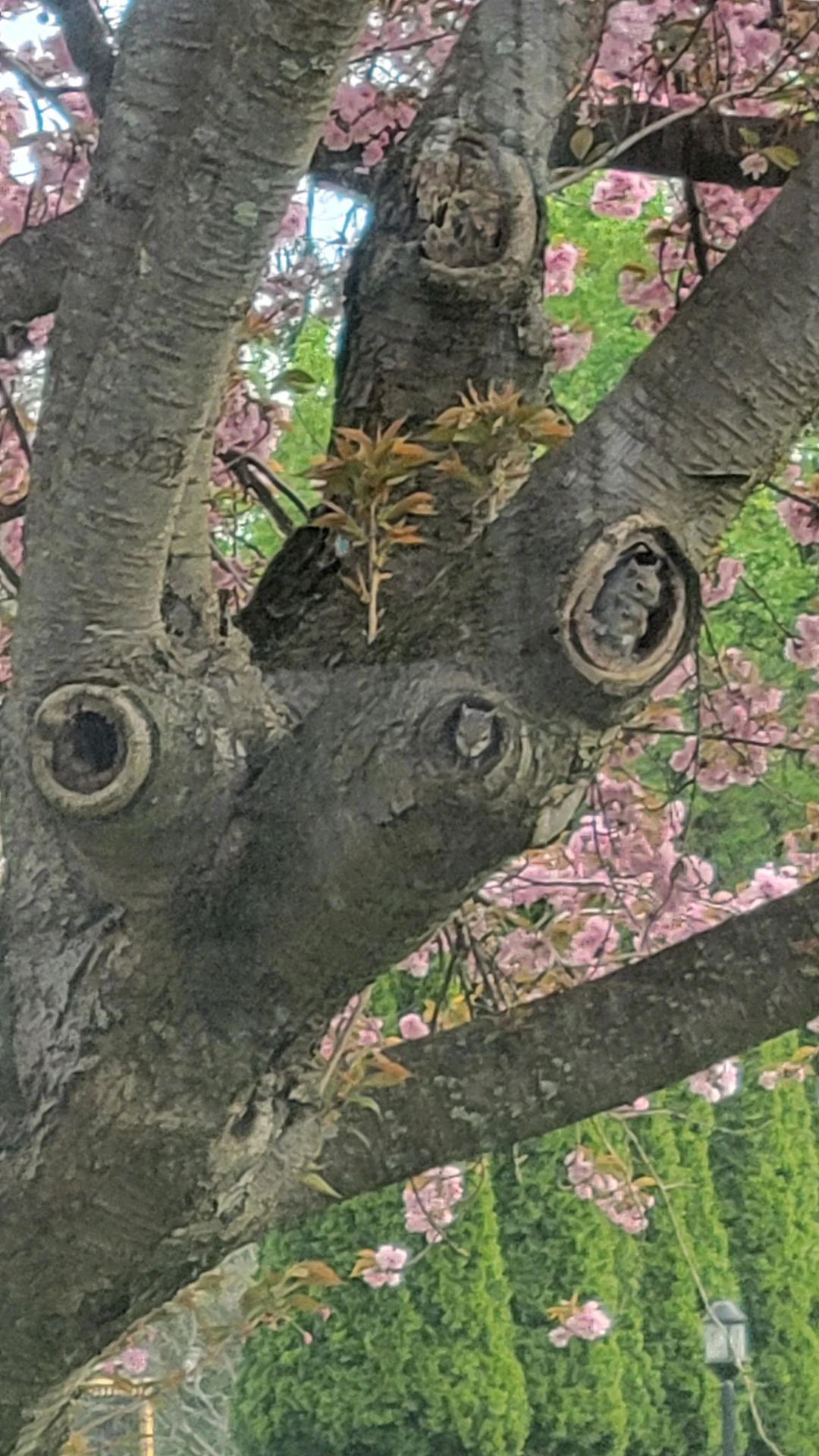 Family tree | Scrolller