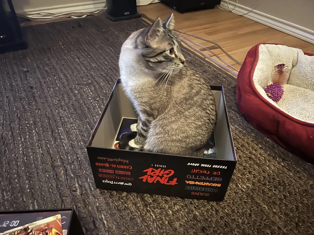 Comfy bed? No thanks! | Scrolller