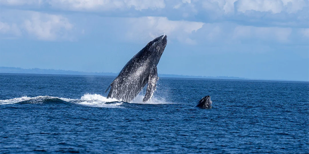 Humpback whale | Scrolller
