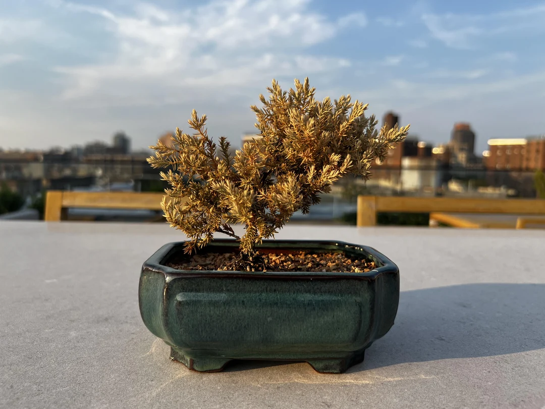 Is this yellowing or dead !? | Scrolller