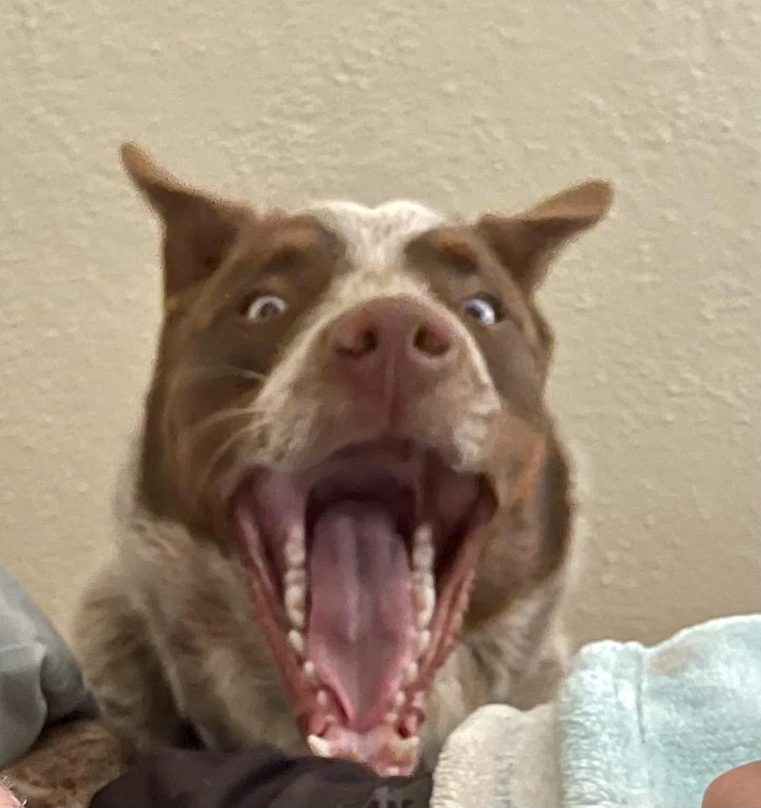 Mid yawn | Scrolller