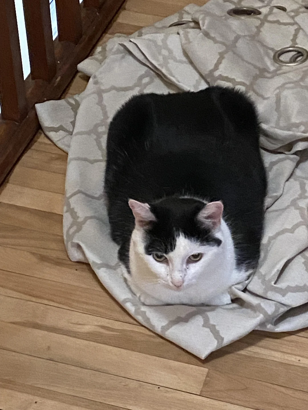Discover more like Catloaf: Trying to disguise herself as a loaf of ...