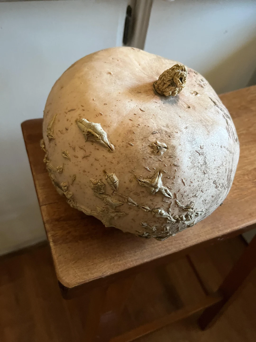 mystery squash | Scrolller