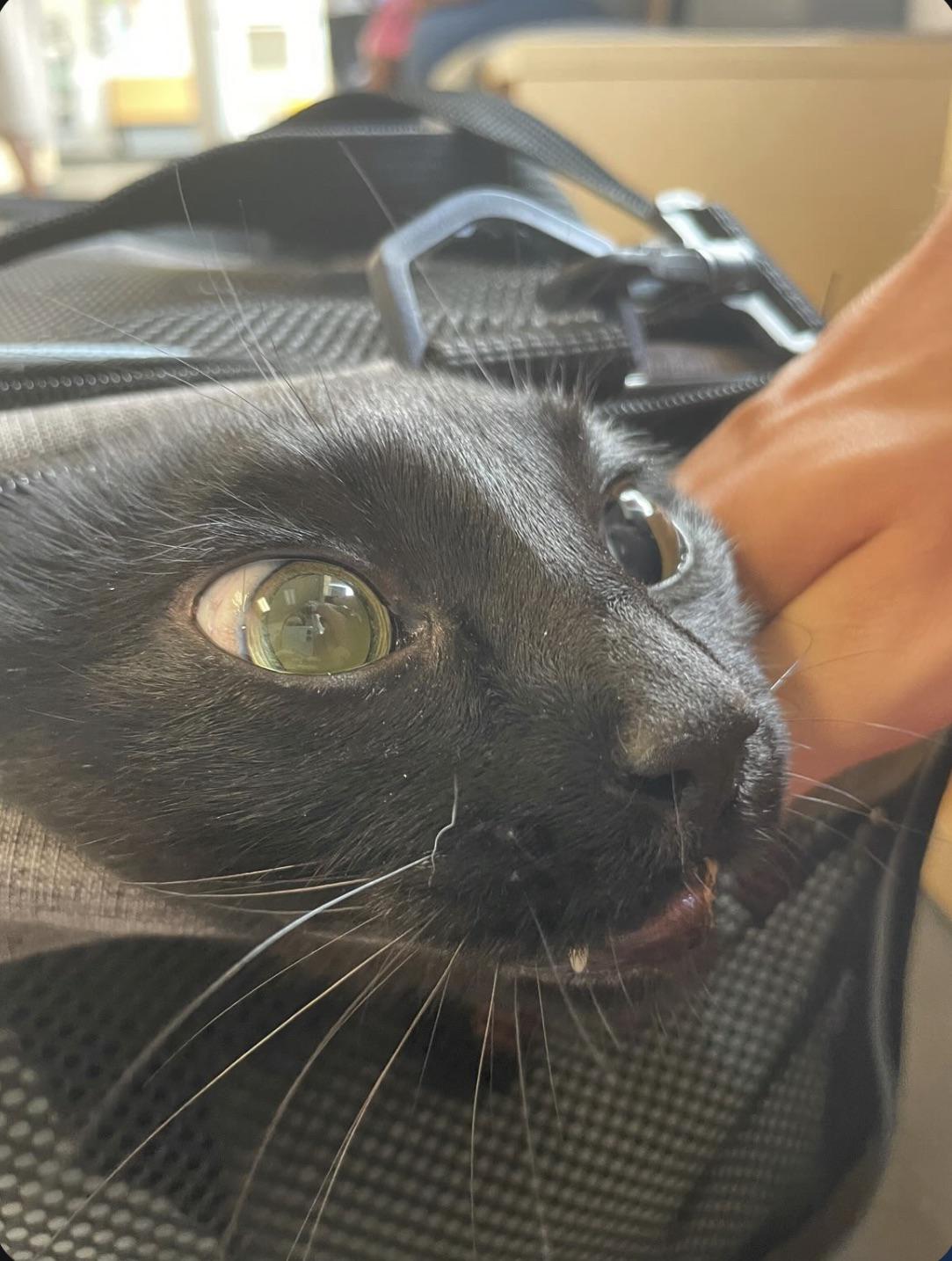Boy’s first vet appointment | Scrolller