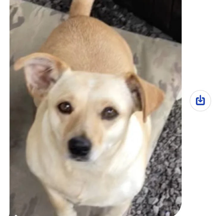 Breeds in her? | Scrolller