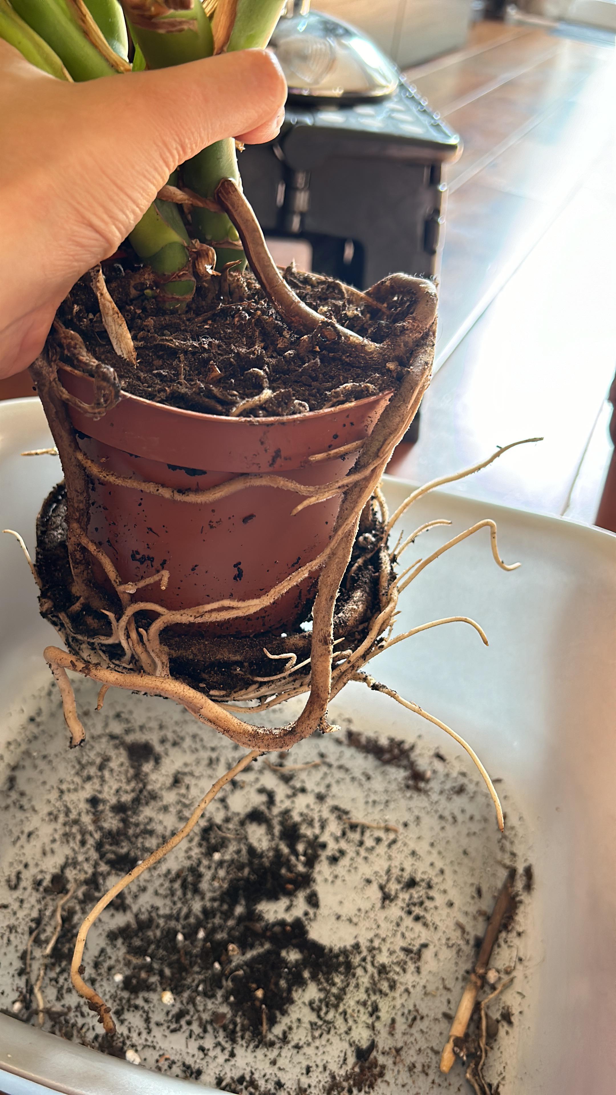 Repotting help | Scrolller