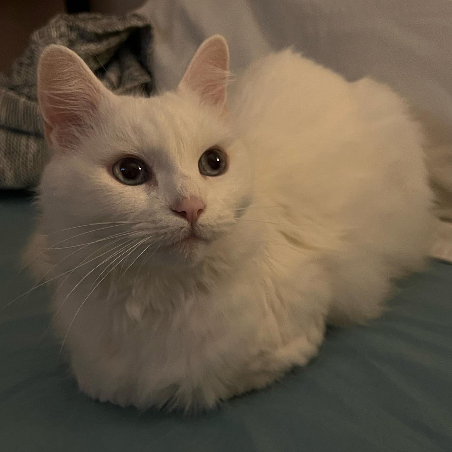 Meet Cleo! | Scrolller