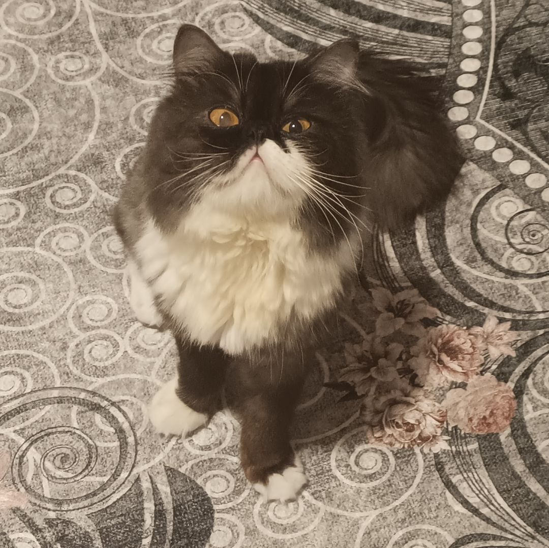 He's judging you | Scrolller