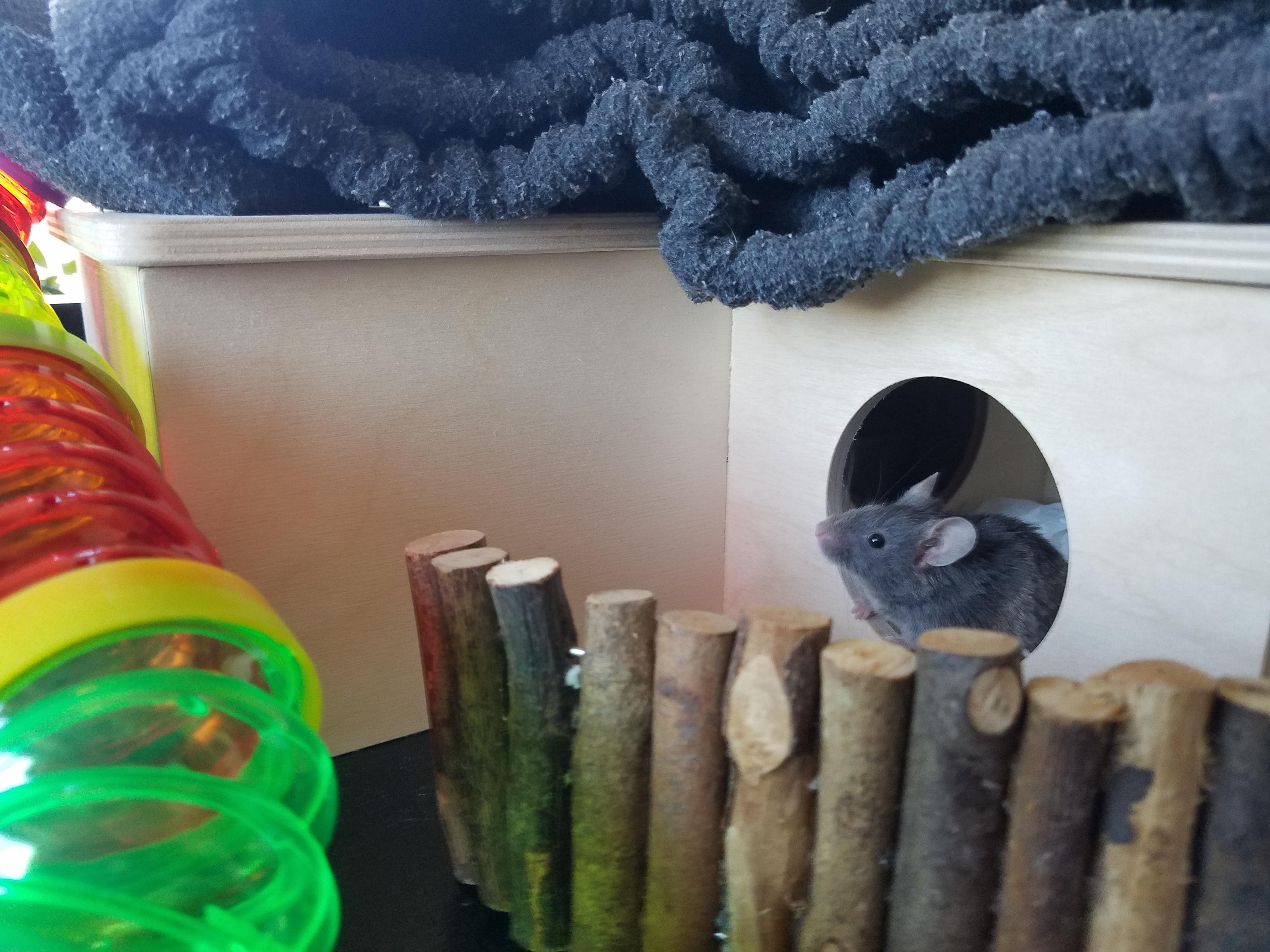 Masato peeking out of his penthouse suite. | Scrolller